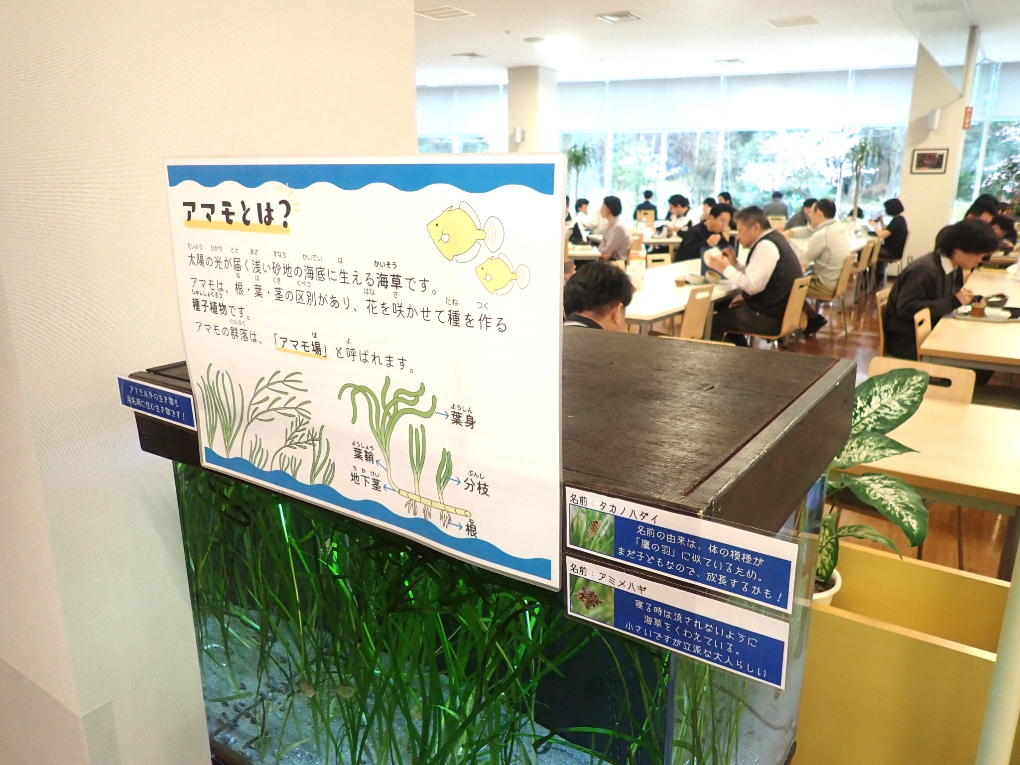 アマモの水槽 - テレしずWasabee わさびー